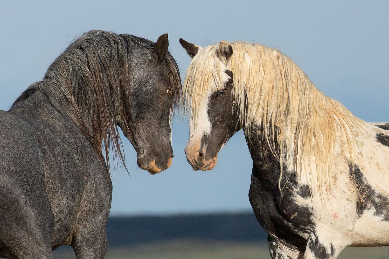 Wyoming Wild Stallions, Thor and Booker Rose