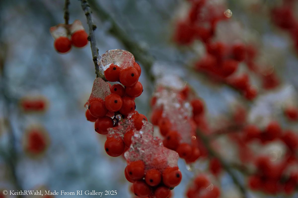 Winterberry in Snow A Stunning Winter Nature Masterpiece