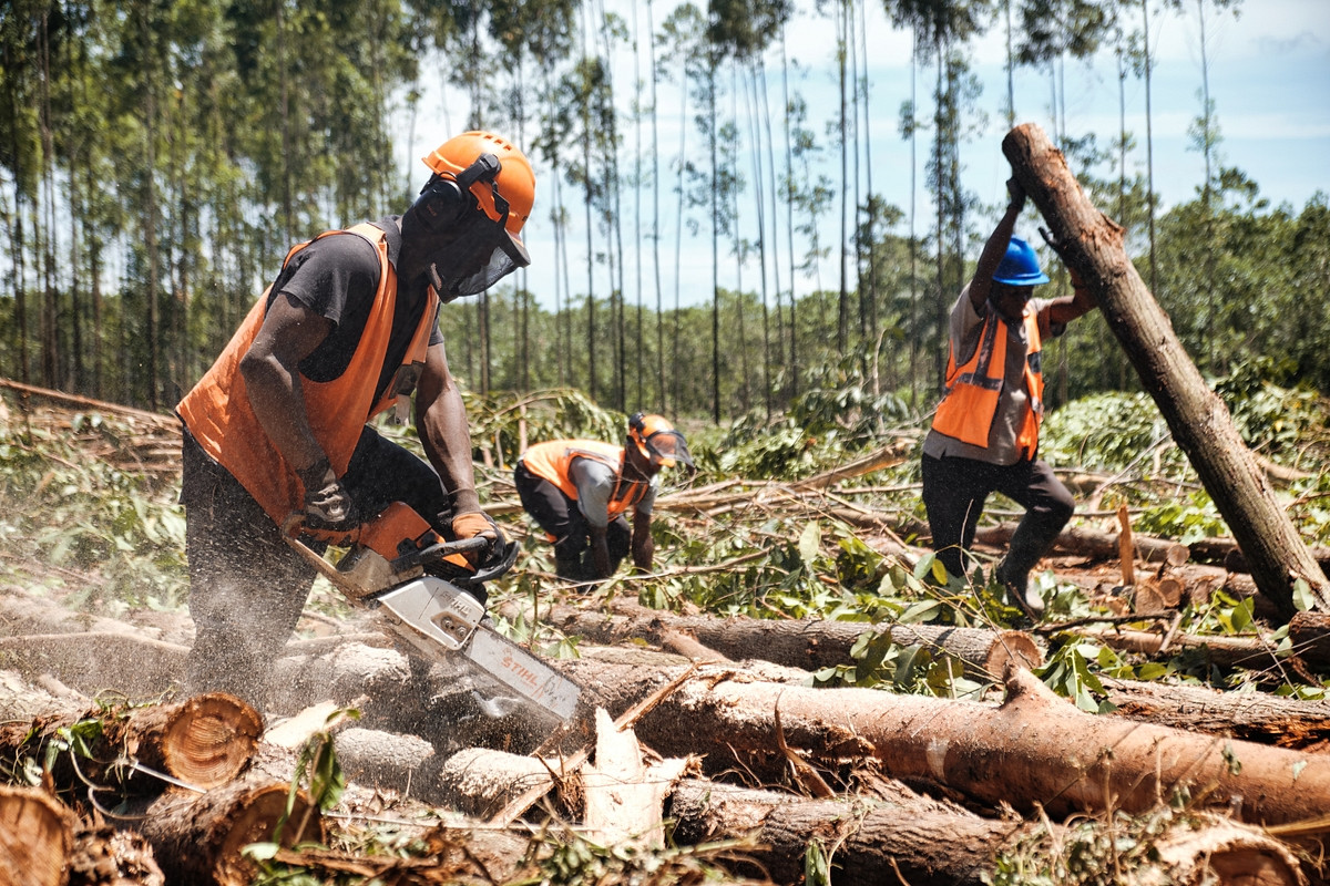 From Seeds to Forests: Did you know you can grow a forest from scratch ...