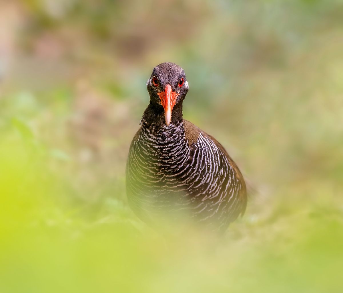 A selection of images from Okinawan based photographer Richard Cook