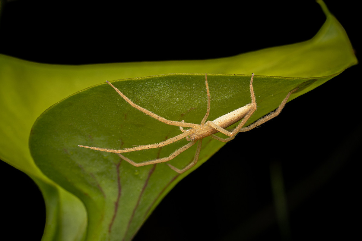 Exploring Life After Dark in the Pitcher Plant Bog Ecosystem