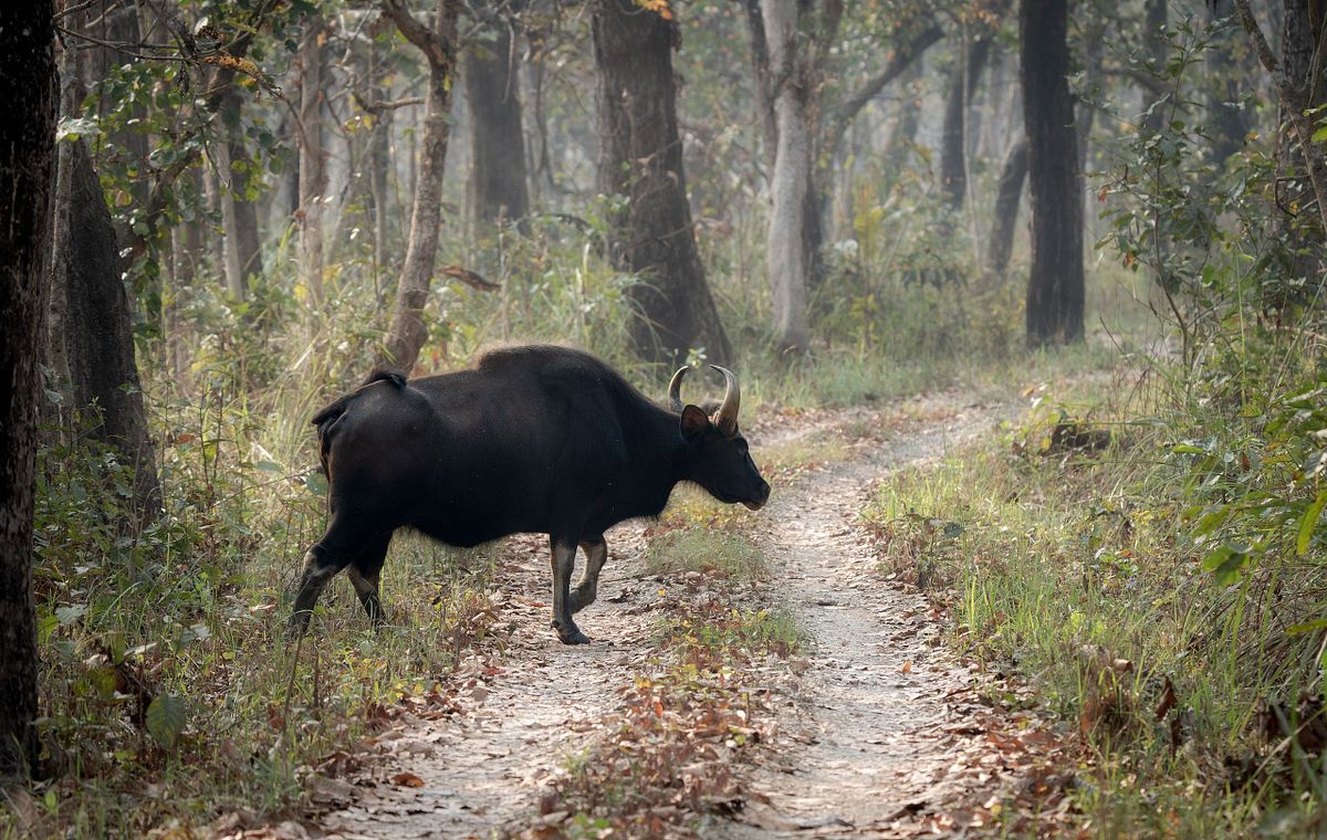 Animal and Wildlife Images