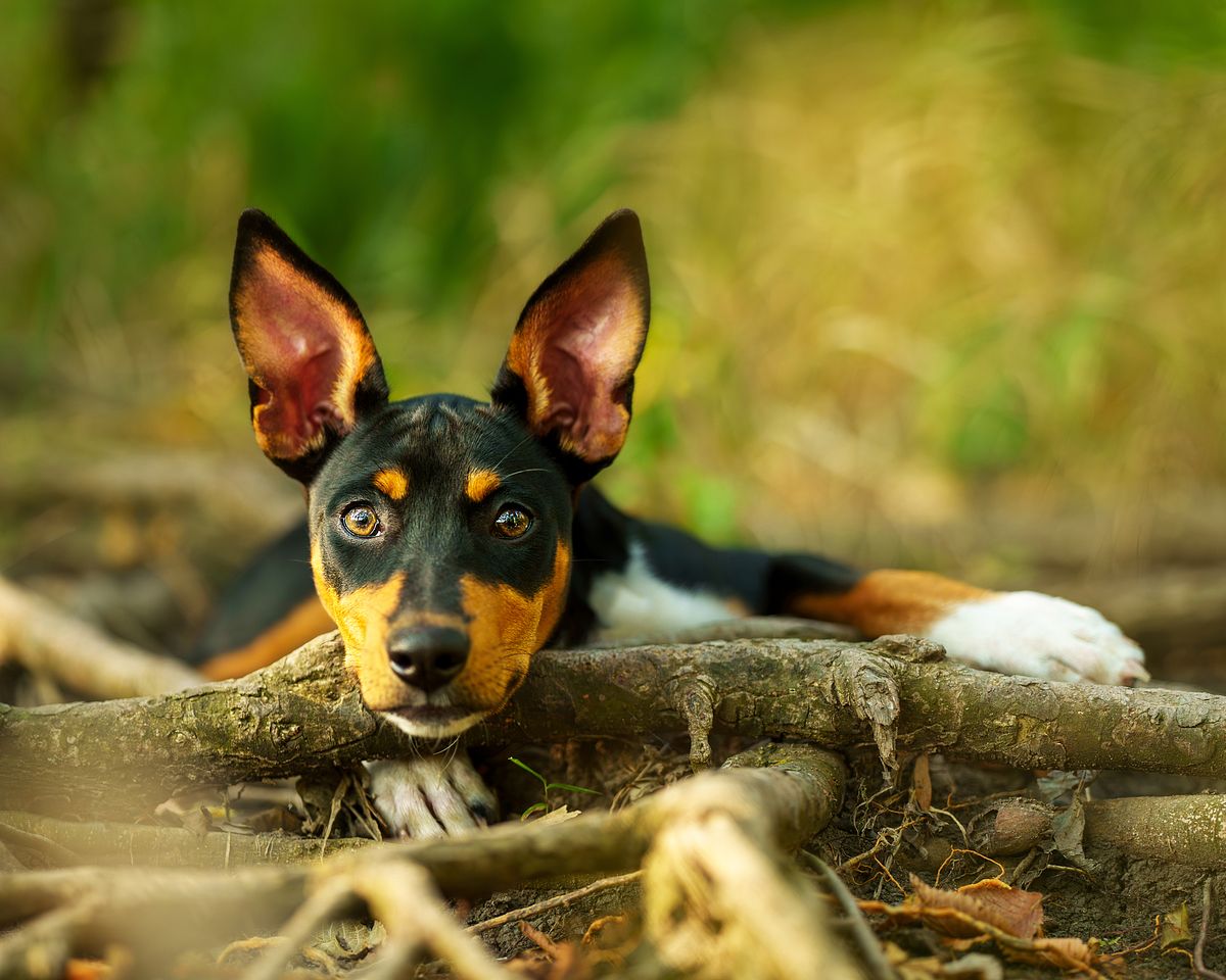 {Dallas Dog Photography}