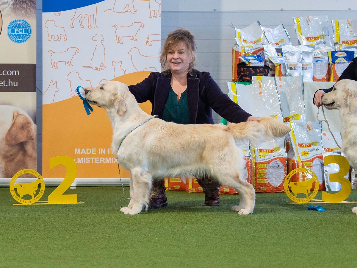 Non-Stop Golden Retriever