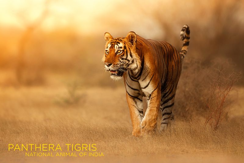 SUVARAN MARAN - 6 MAXIM READY CARDS